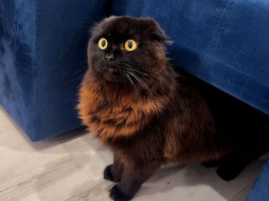Шотландский котик в добрые руки