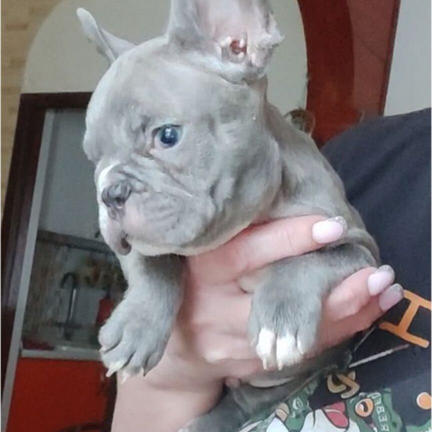 Французский бульдог, щенок