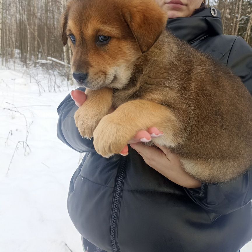 Щенуля ищет заботливых мам и пап