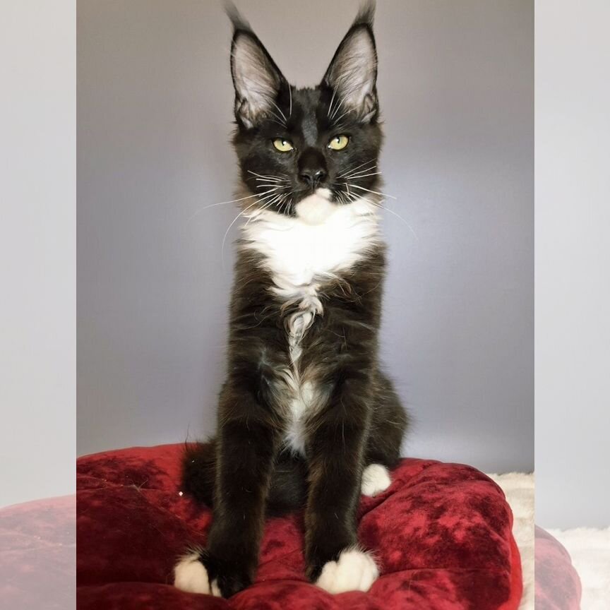 Мейн-кун котёнок