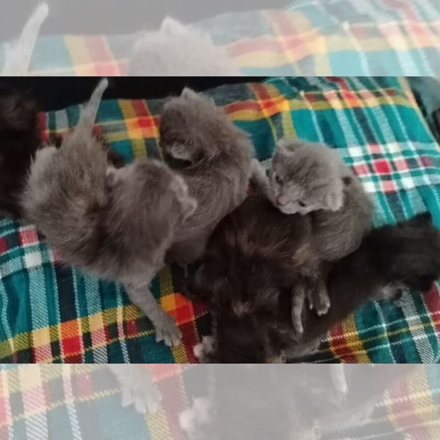 Шотландские котята