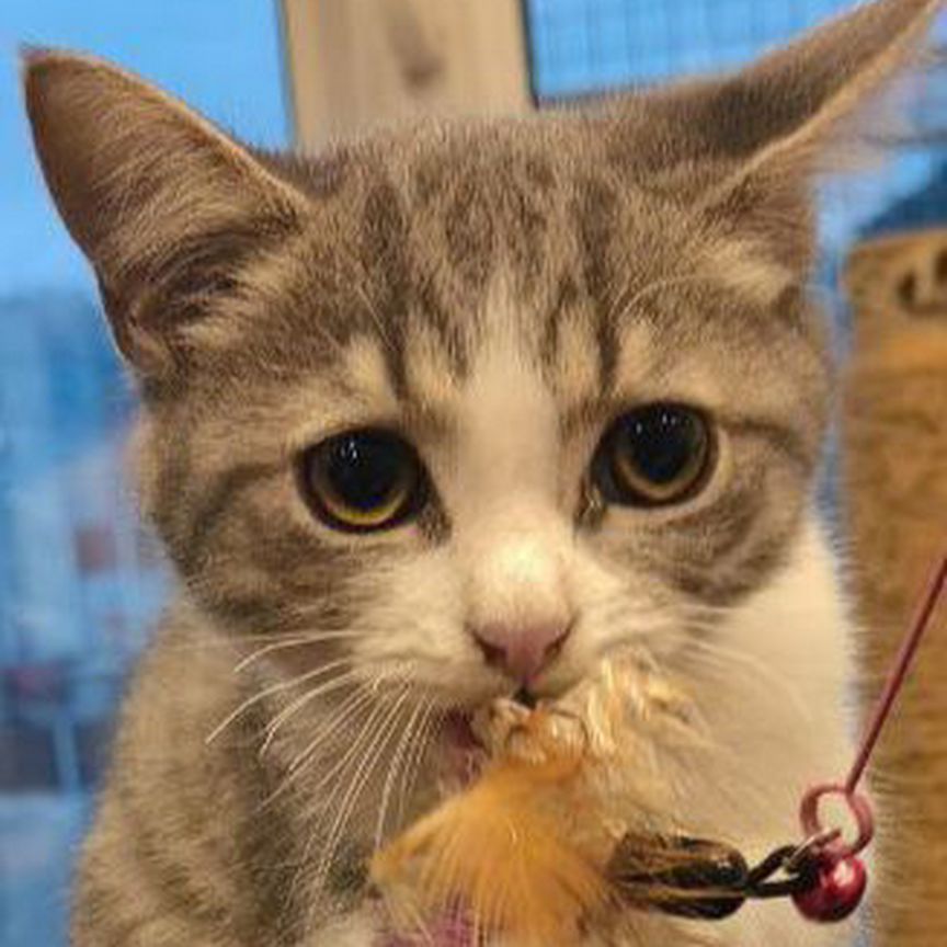 Котёнок 2,5 месяца