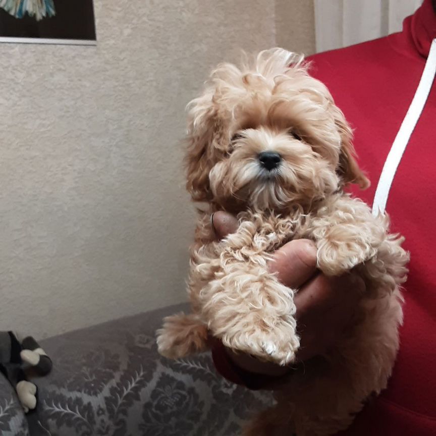 Мальтипу, щенок