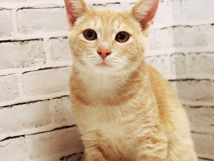 Персиковый котенок 5 мес