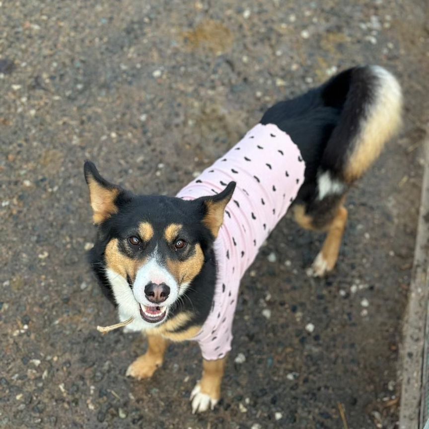 Удивительная собачка Фиалка ищет дом