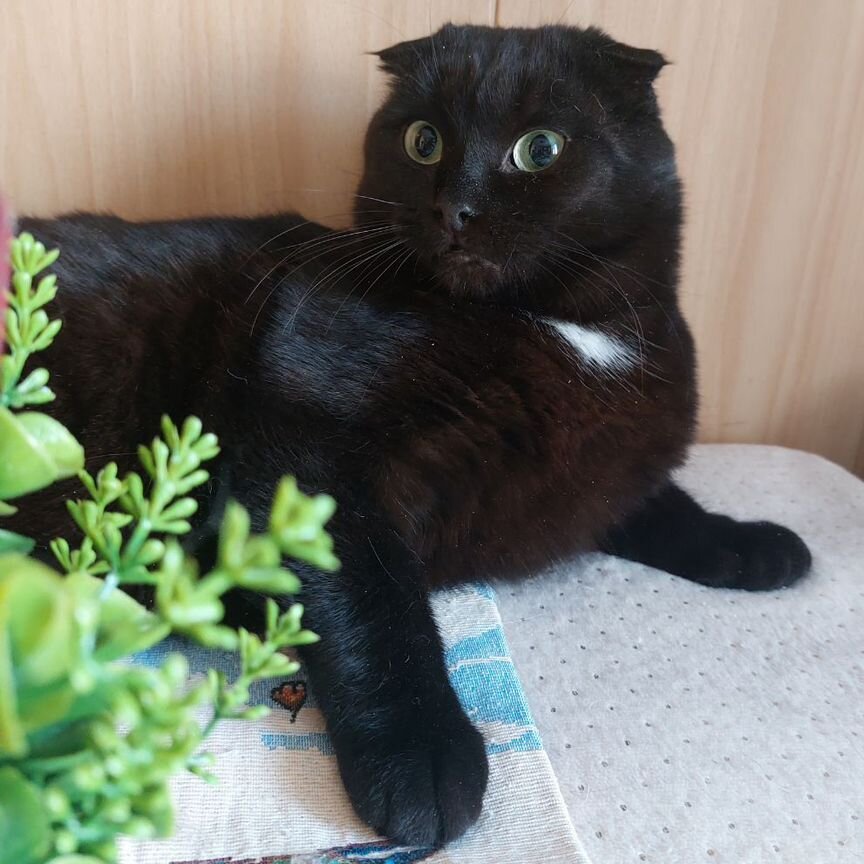 Котик Ричард ищет любимых людей