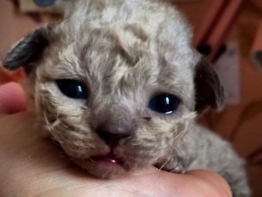 Новогодние котята Девон-рекс