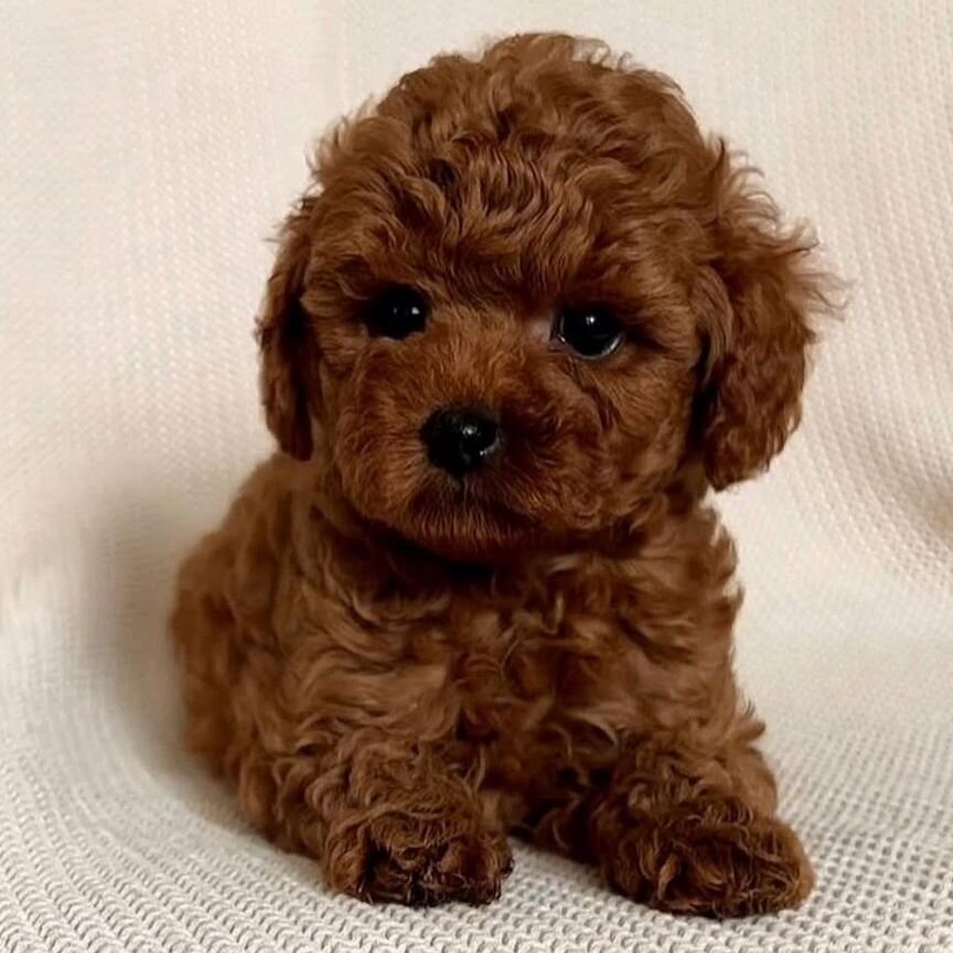 Кукляшки мальтипу