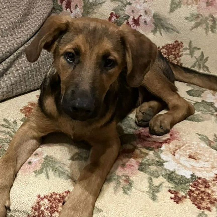 Хороший щенок-мальчик ищет дом