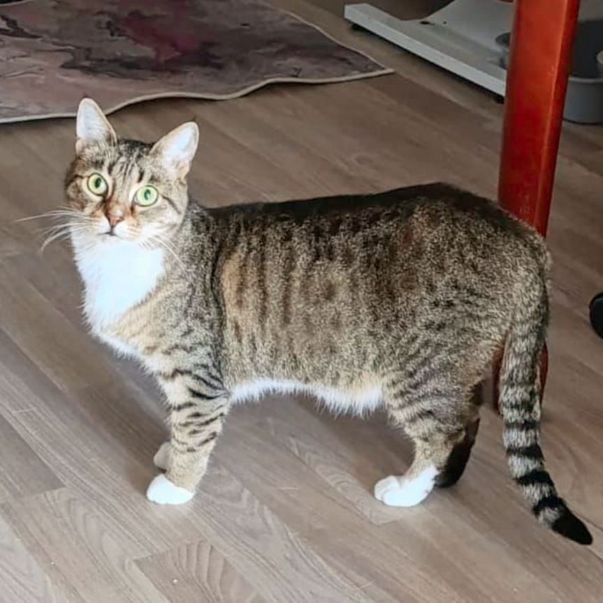 Кошечка с изумрудными глазами