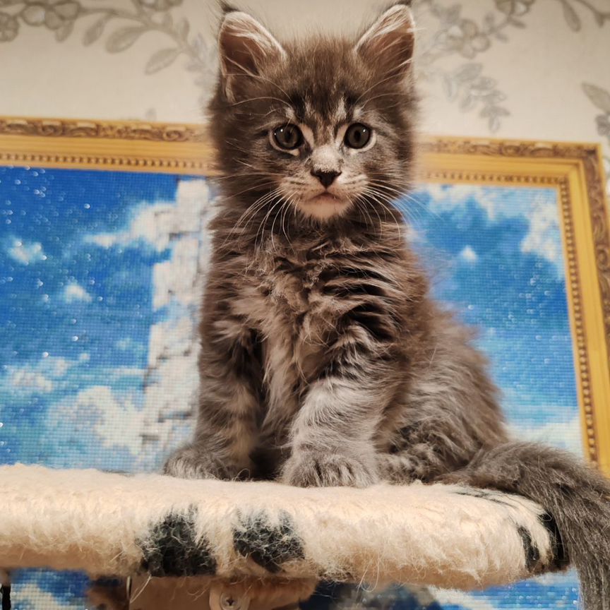 Мейн-кун котёнок