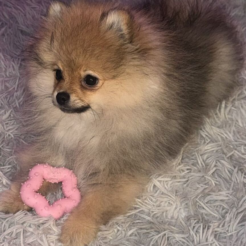 Померанский шпиц, щенок