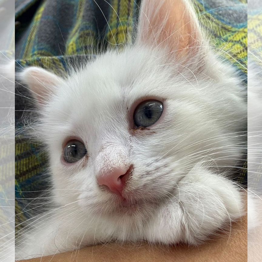 Котенок