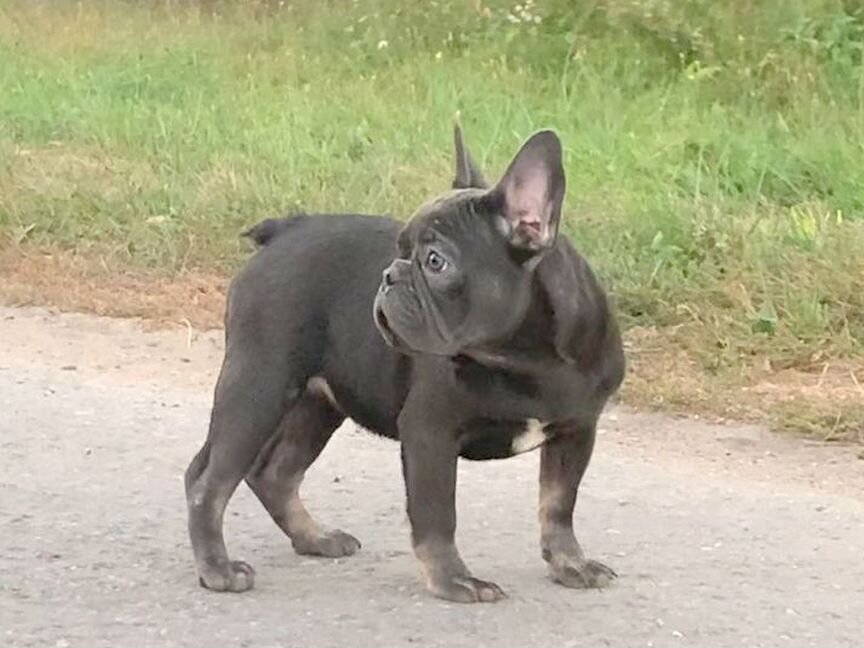 Красотка Голубая с подпалом