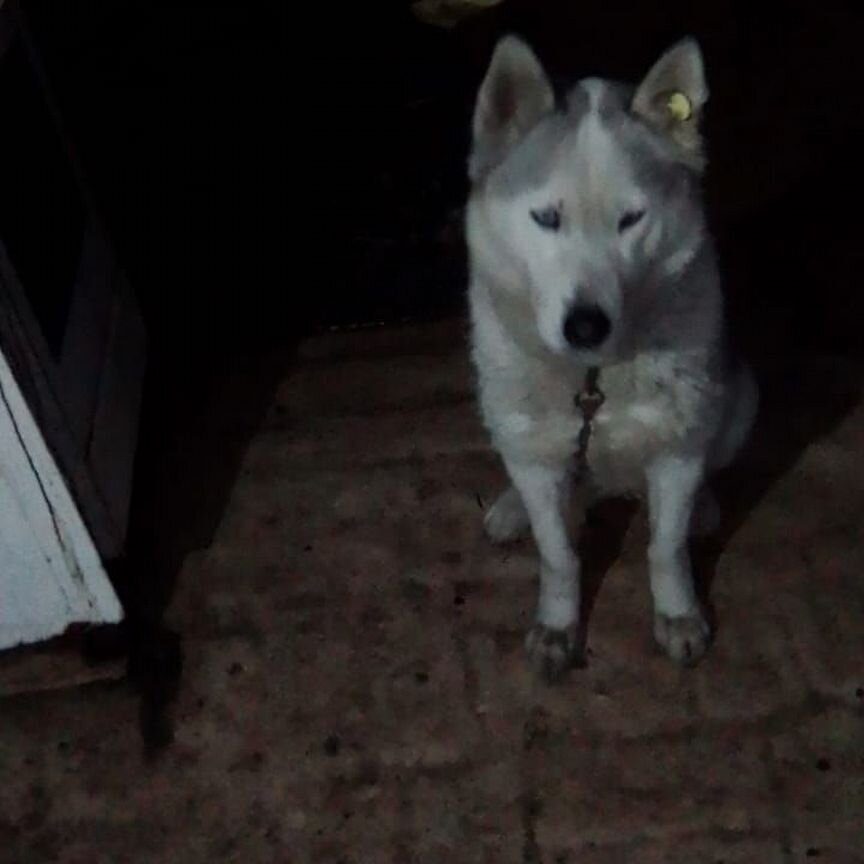 Сибирский хаски