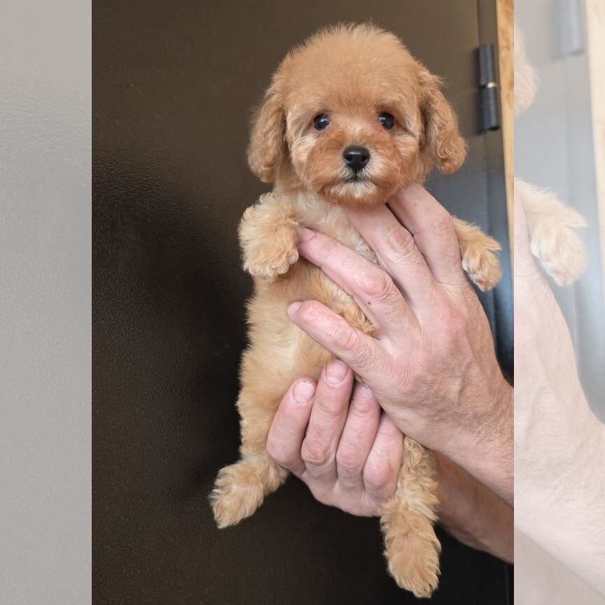 Той-пудель, щенок