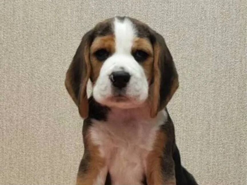 Щенки бигль