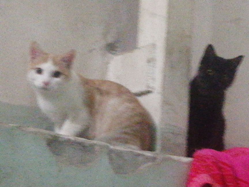 Выброшенные котики