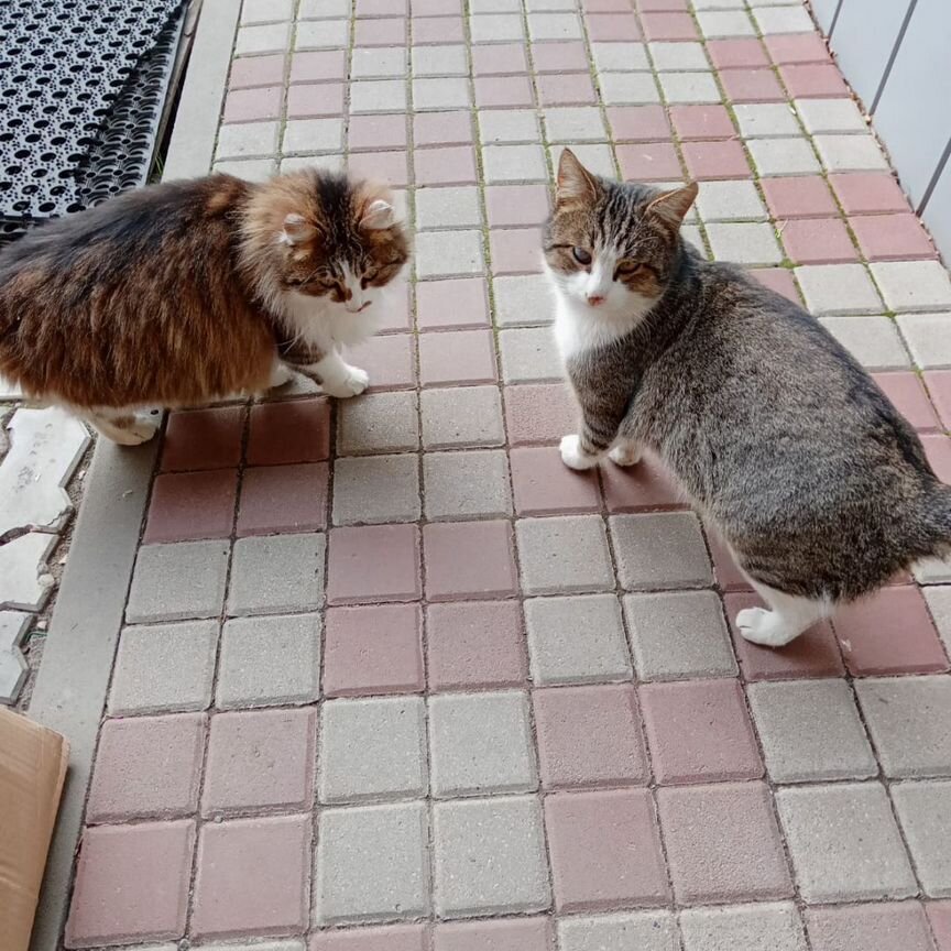 Котик и Кошка стерилизованна