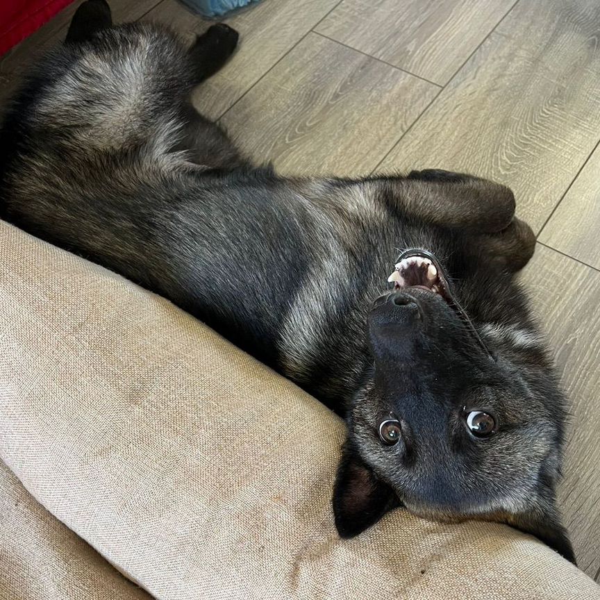 Щенок-подросток в добрые руки