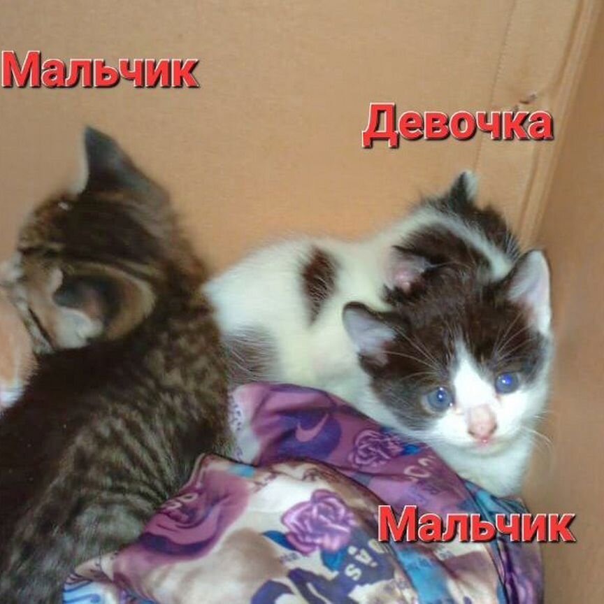 Котята мальчики и девочка. Стерилизация в подарок
