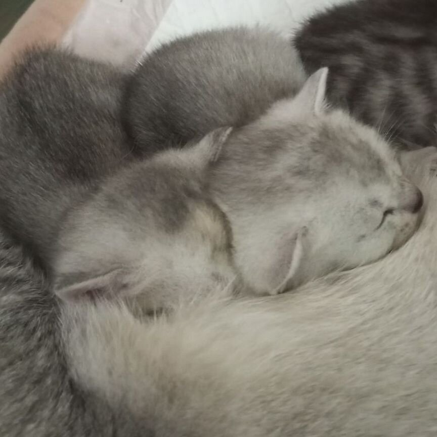 Котята