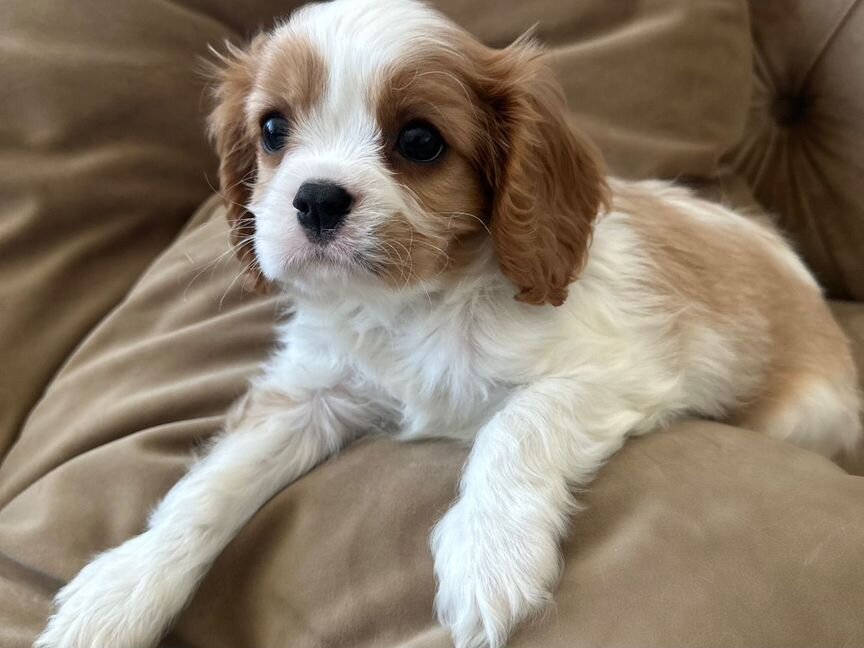 Щенкок мальчик кавалер кинг чарльз спаниель