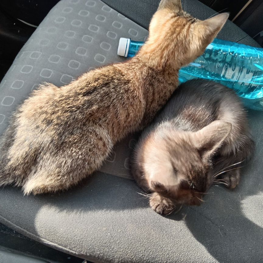 Котята отдам в добрые руки бесплатно