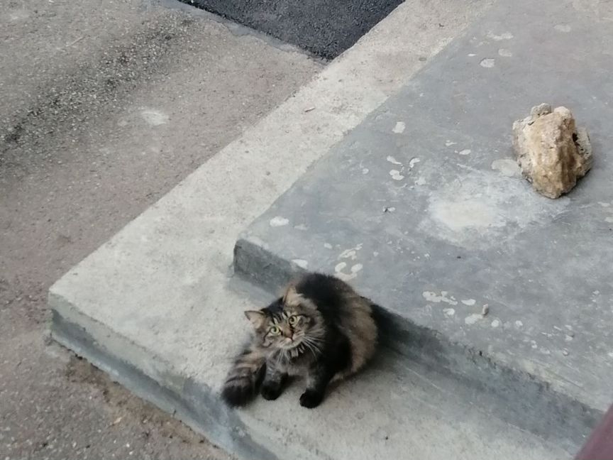 Чей-то кот