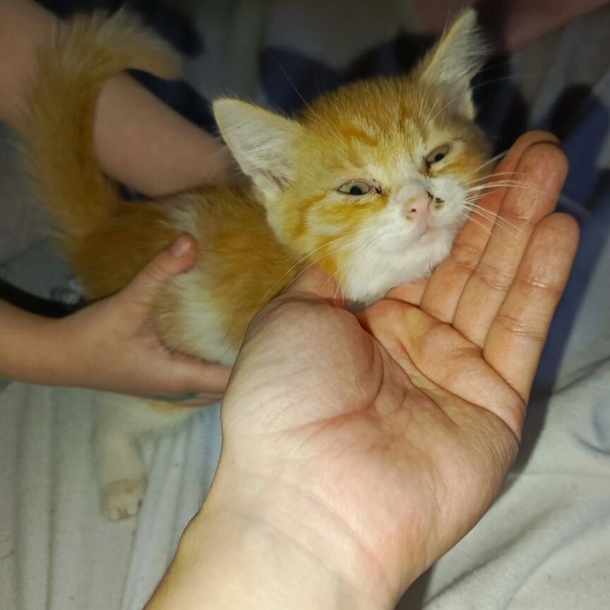 Котёнок в добрые руки