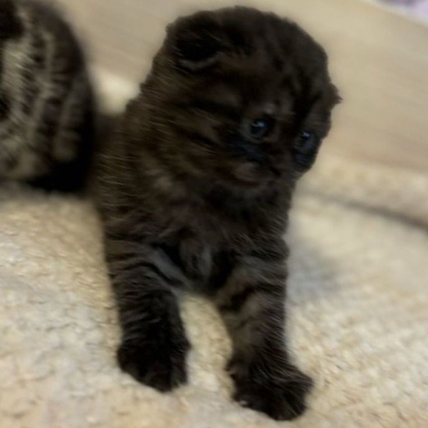 Шотландская вислоухая кошечка