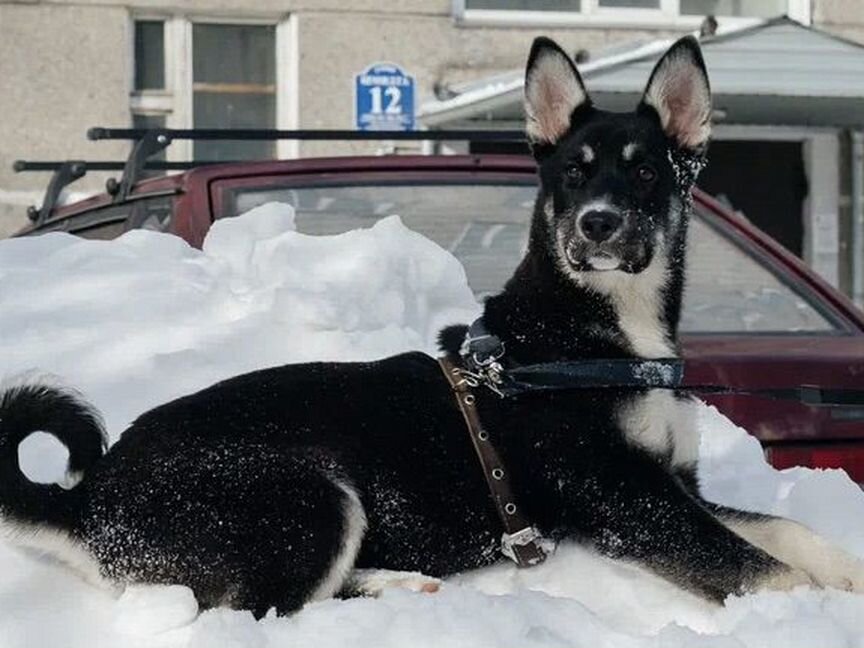 Собака в добрые руки