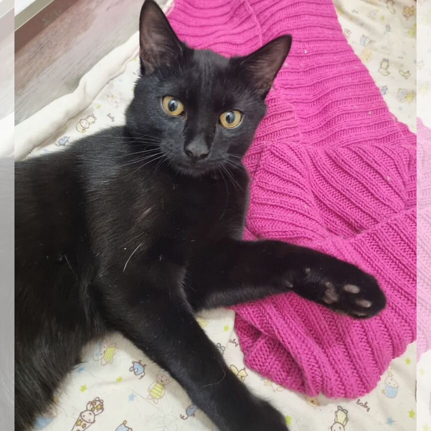 Котёнок в добрые руки