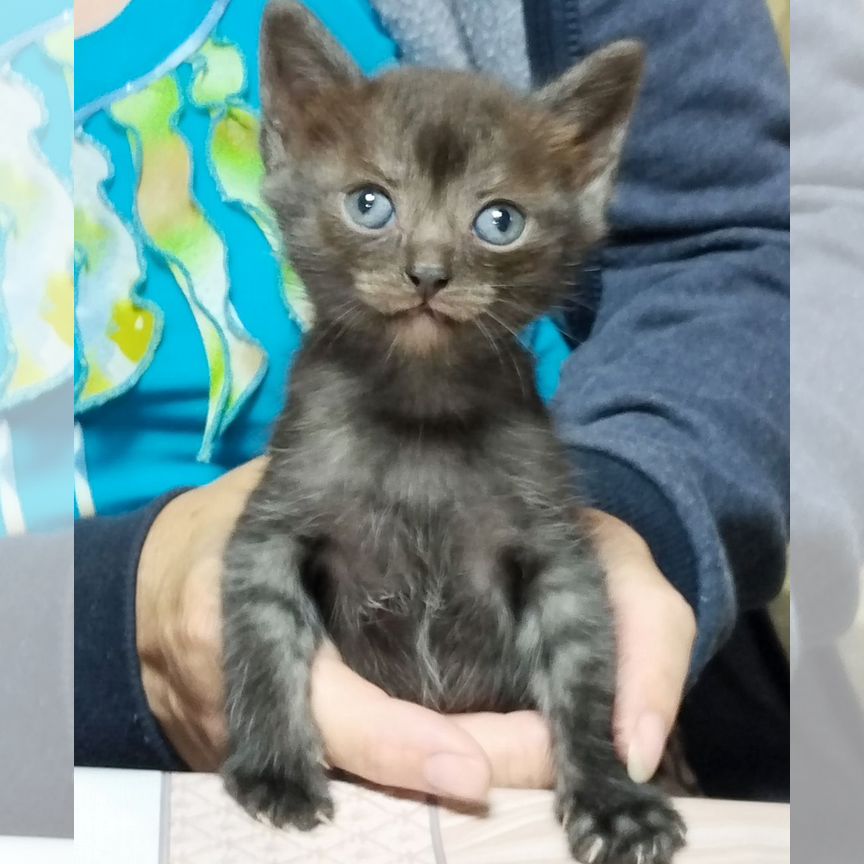 Котёнок в добрые руки