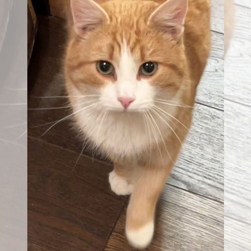 Рыжий добрый кот