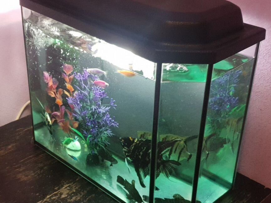 Аквариум с рыбками