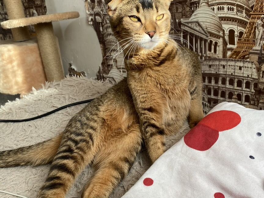 Кошка