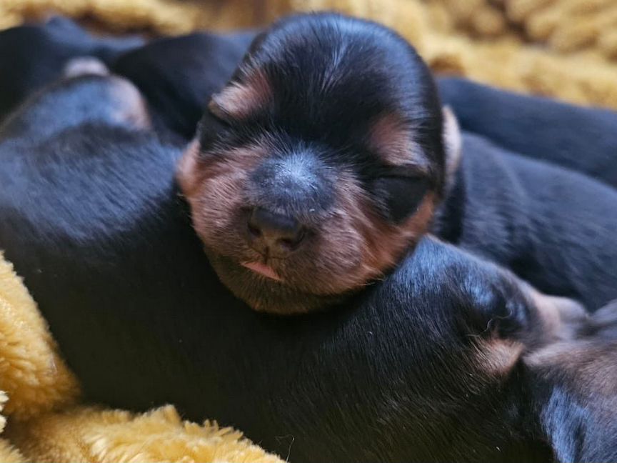 Йоркширский терьер щенки