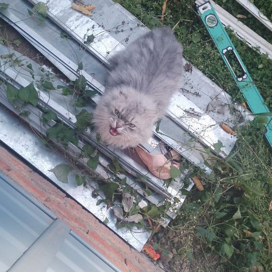 Котик