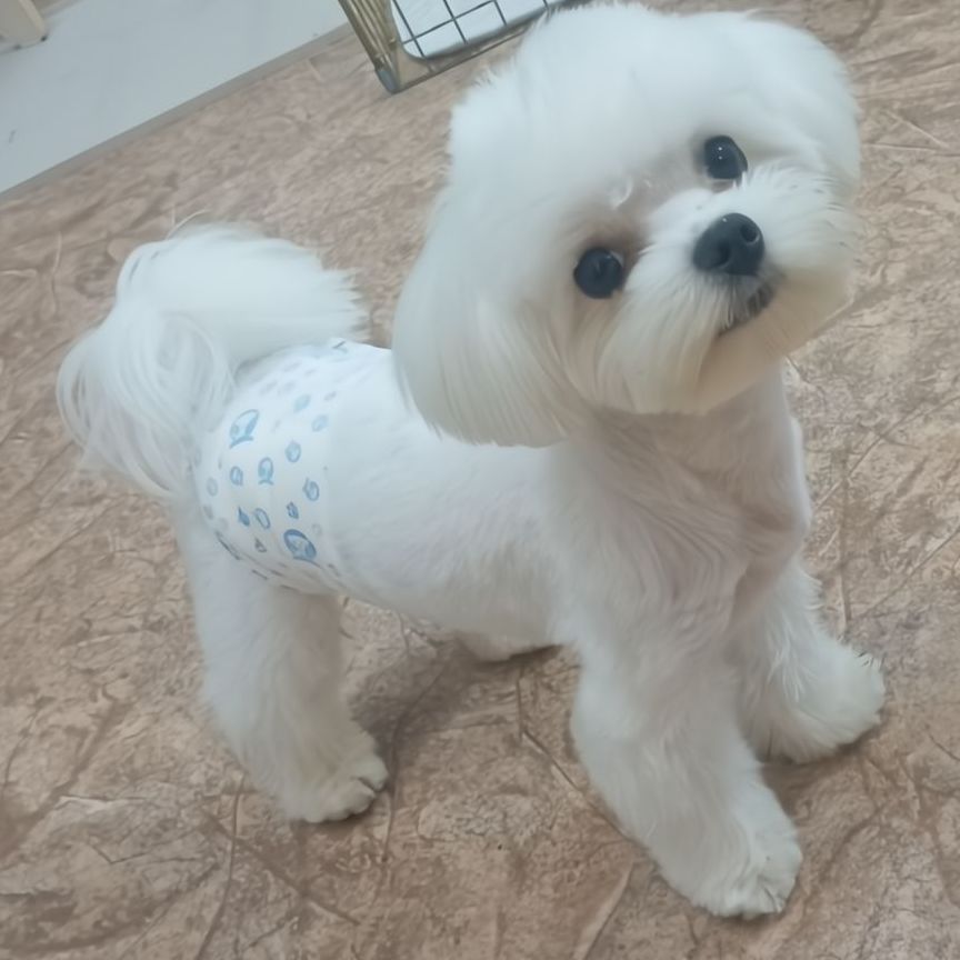 Мальтийская болонка вязка кабель