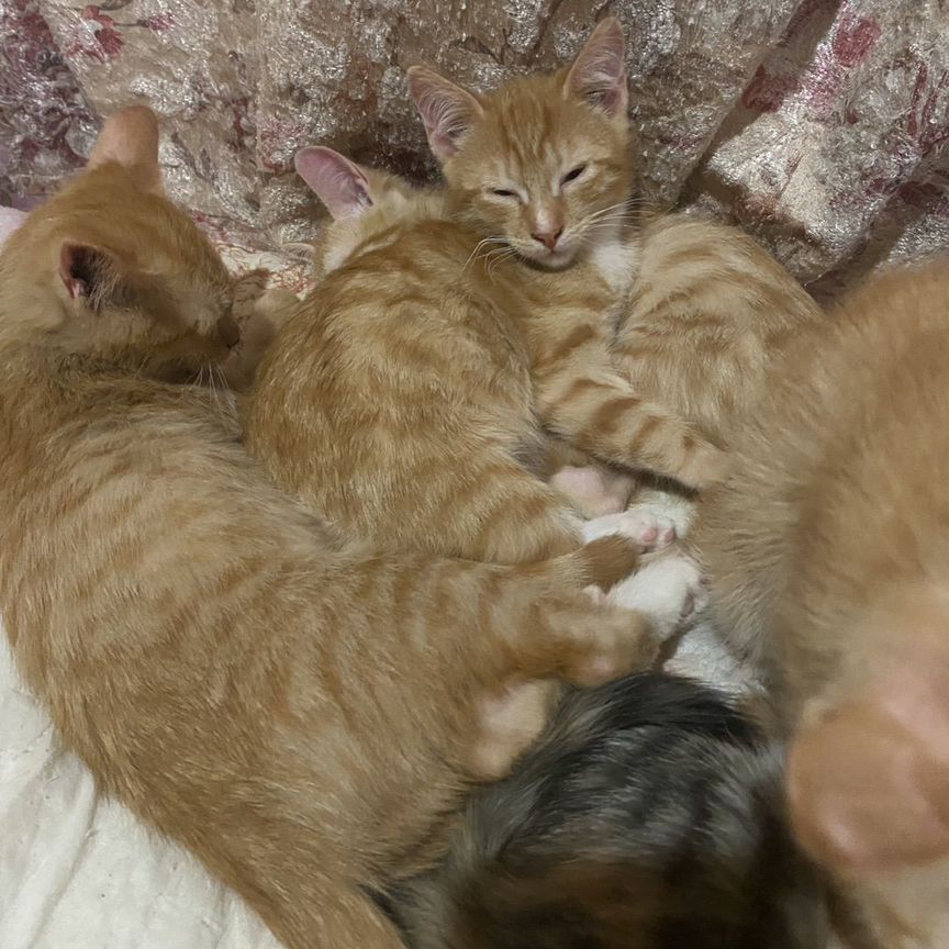 Котята в добрые руки бесплатно