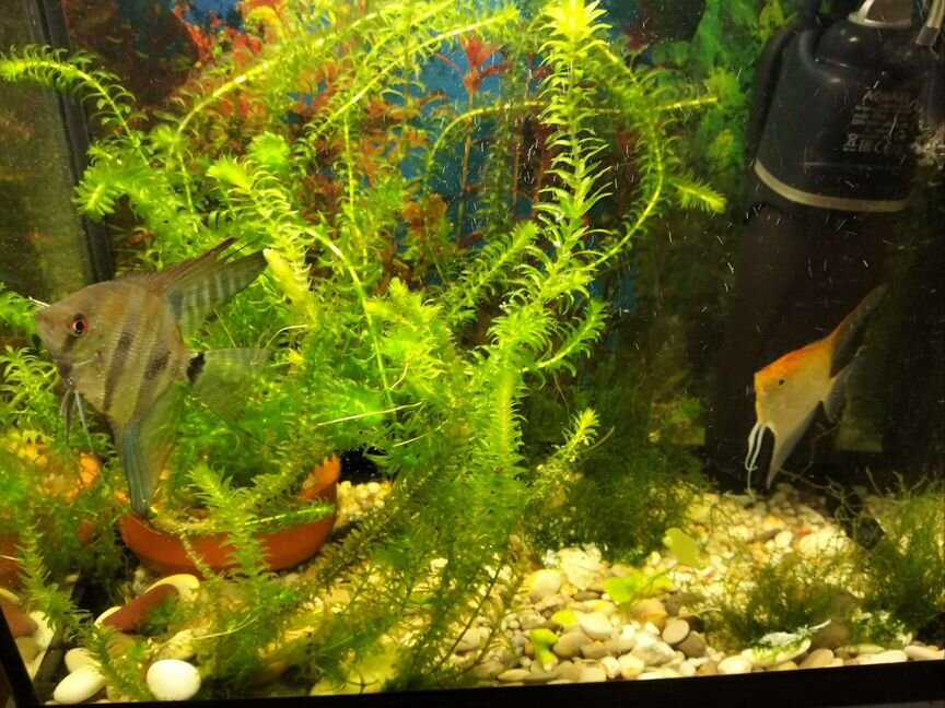 Рыбки скалярии