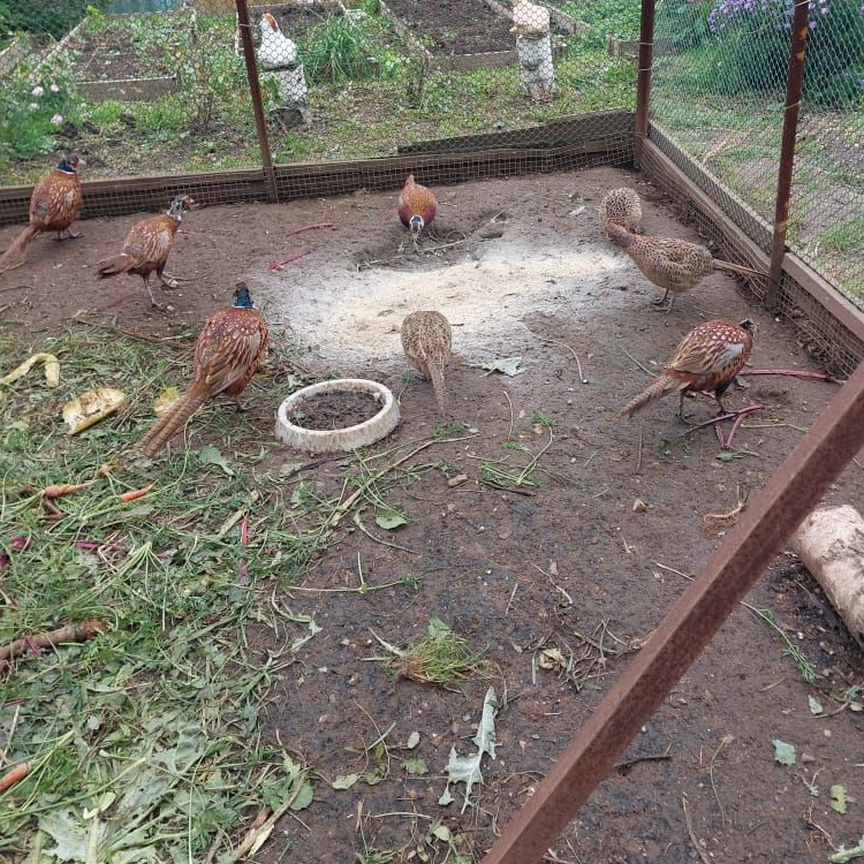 Охотничий фазан