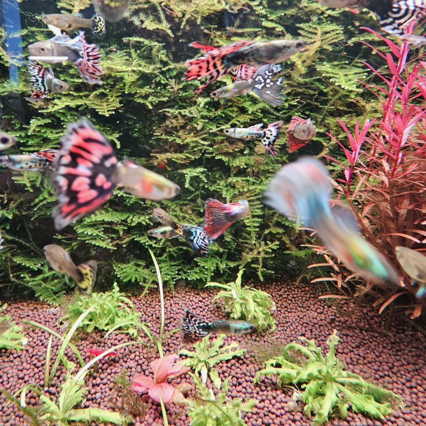 Аквариумные рыбки гуппи