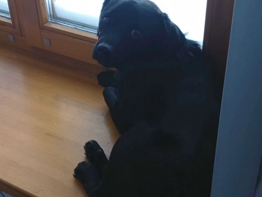 Собака в добрые руки