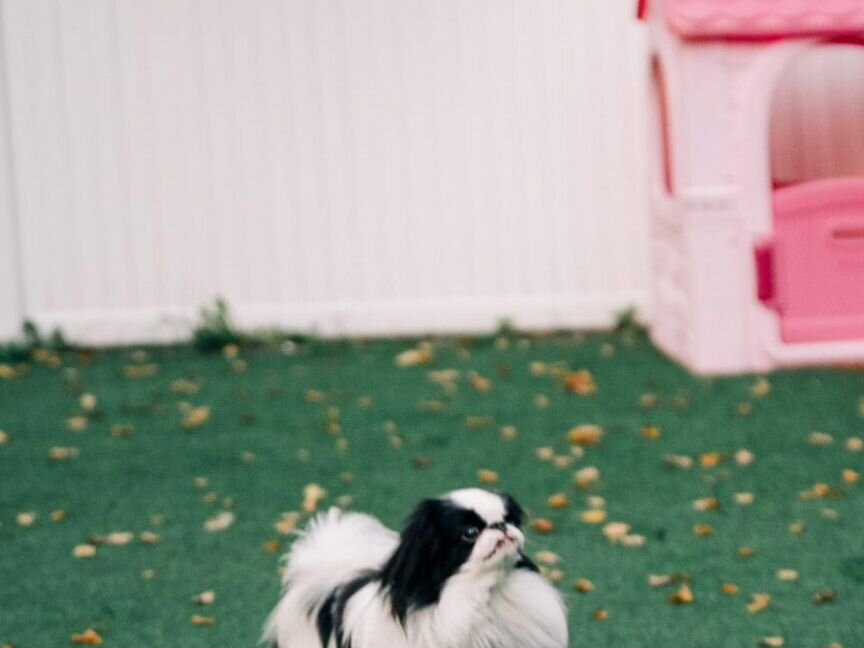 Вязка собак japan хин, мальчик