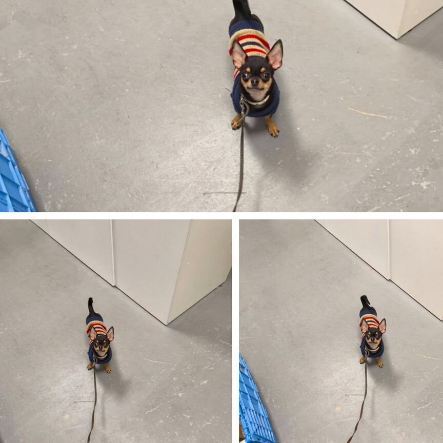 Микро девочка чихуахуа взрослая Доставка