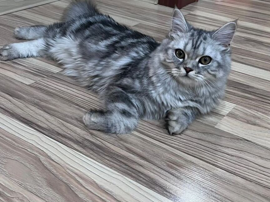 Британская кошка