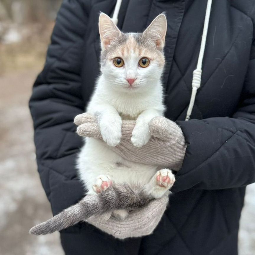 Котенок стеша ищет семью