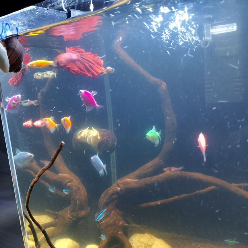 Аквариум с рыбками